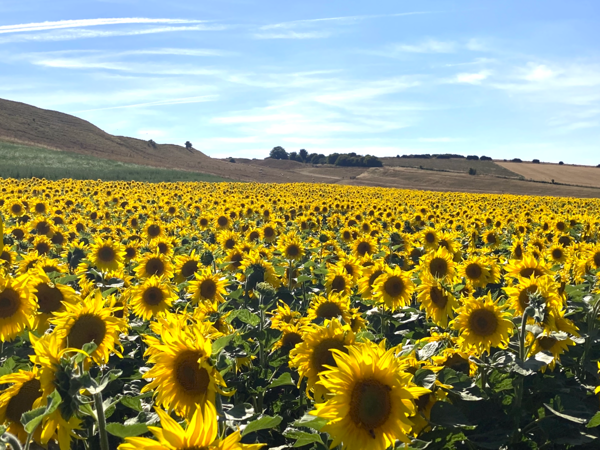 Dorset Sunflower Trails & Maize Mazes during 2025 | Visit Dorset