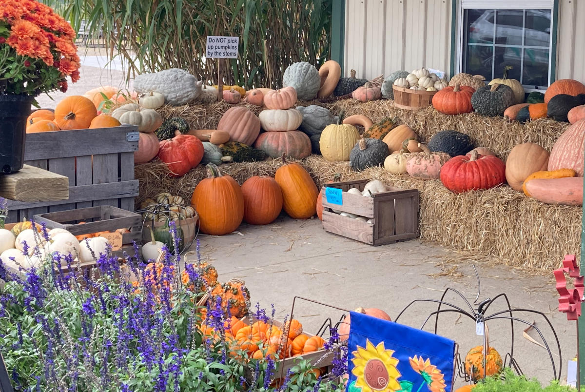 The Top 3 Reasons You Must Visit Jacquemin Farms This Season