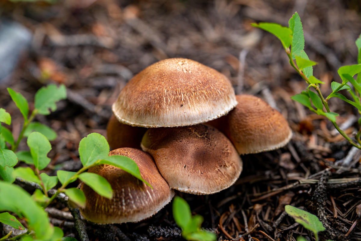 how to grow psychedelic mushrooms colorado