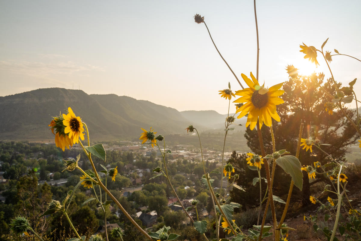A Guide to Wildflowers in Durango | Visit Durango, CO | Official ...
