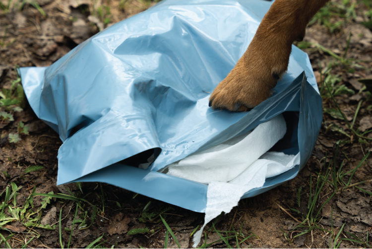 The Right Way to Poop Outside | Visit Durango, CO | Official Tourism Site