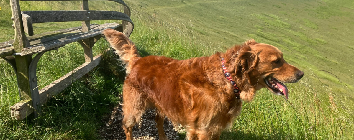 Discover the Huggate poetry bench