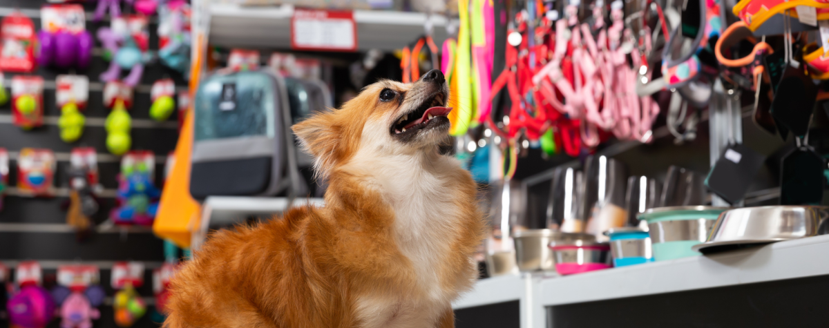 Dog friendly shopping