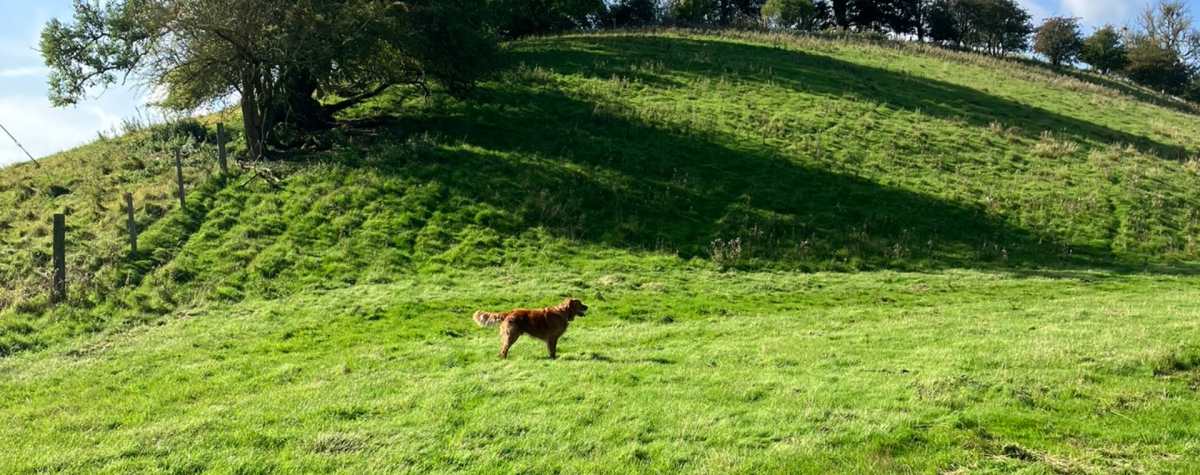 Discover dog-friendly walks in East Yorkshire