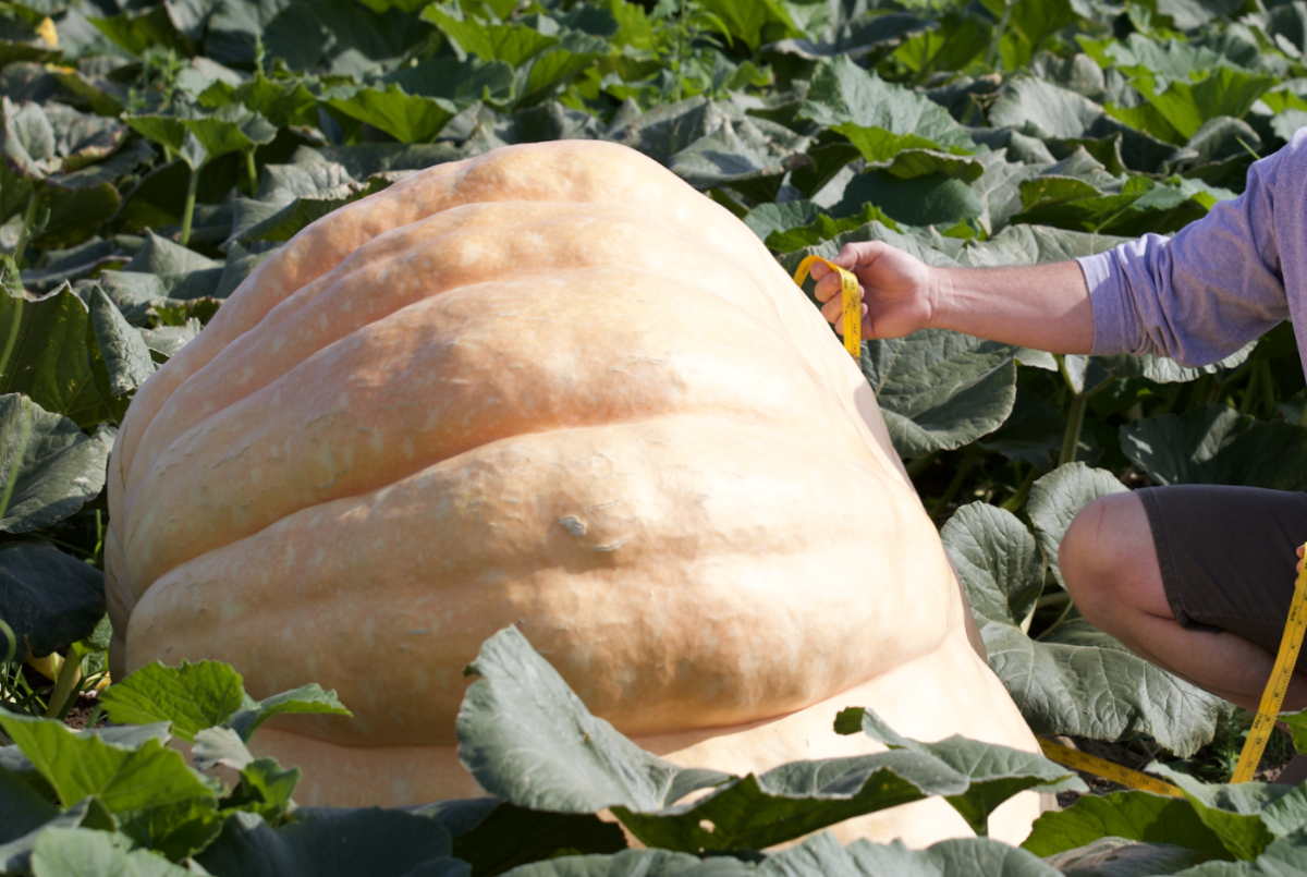 River Prairie Ginormous Pumpkin Festival featured on CNN