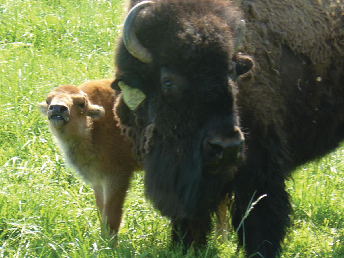 Boats, Bison & BBQ Itinerary June 10