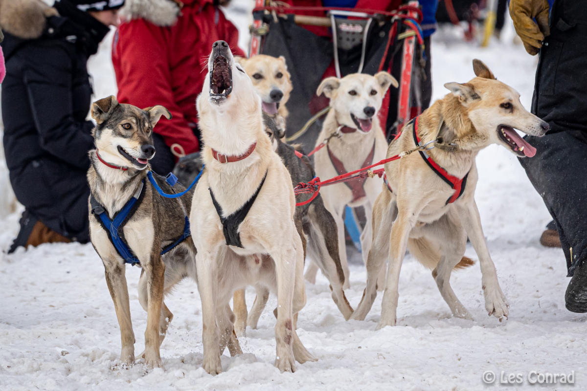 WolfTrack Classic Sled Dog Race