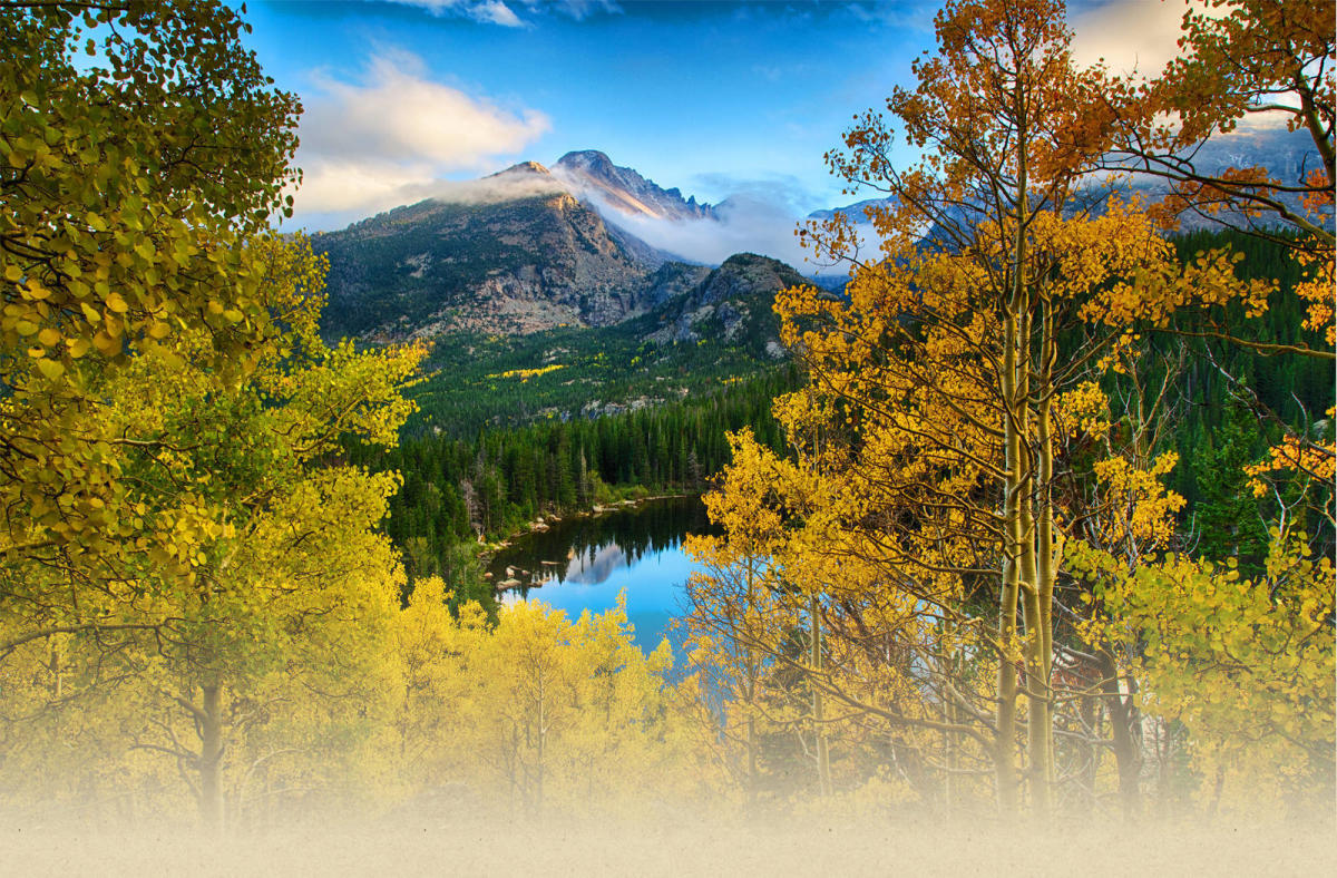 All About Aspens | Colorado’s Golden Fall Icon