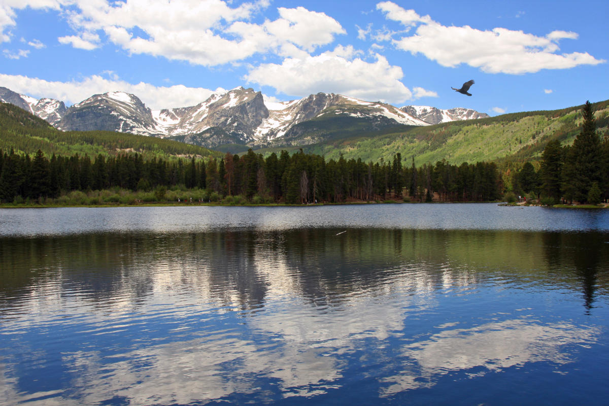 Spring Bird Migration in Estes Park & Rocky Mountain National Park