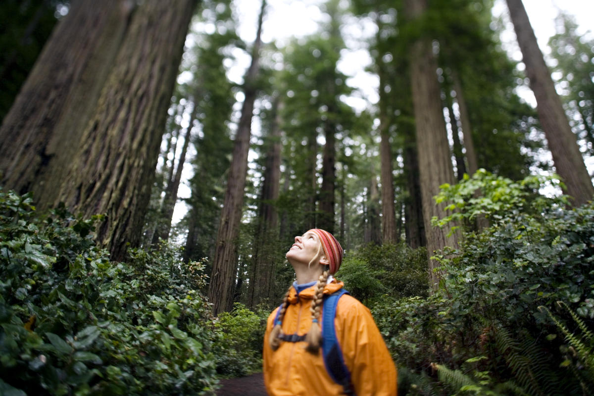 Best Redwood Hikes