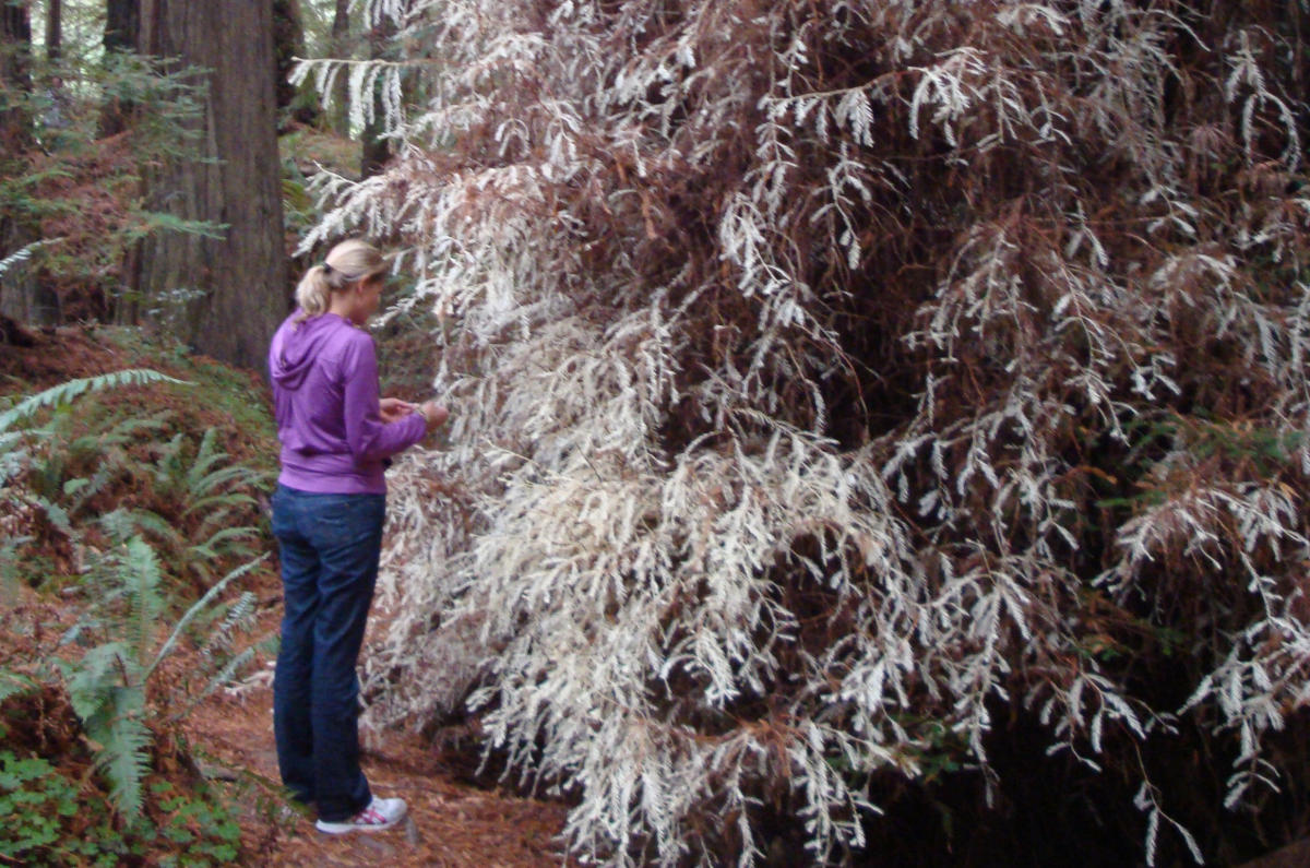 Meet a ghost in the redwoods, with a guide