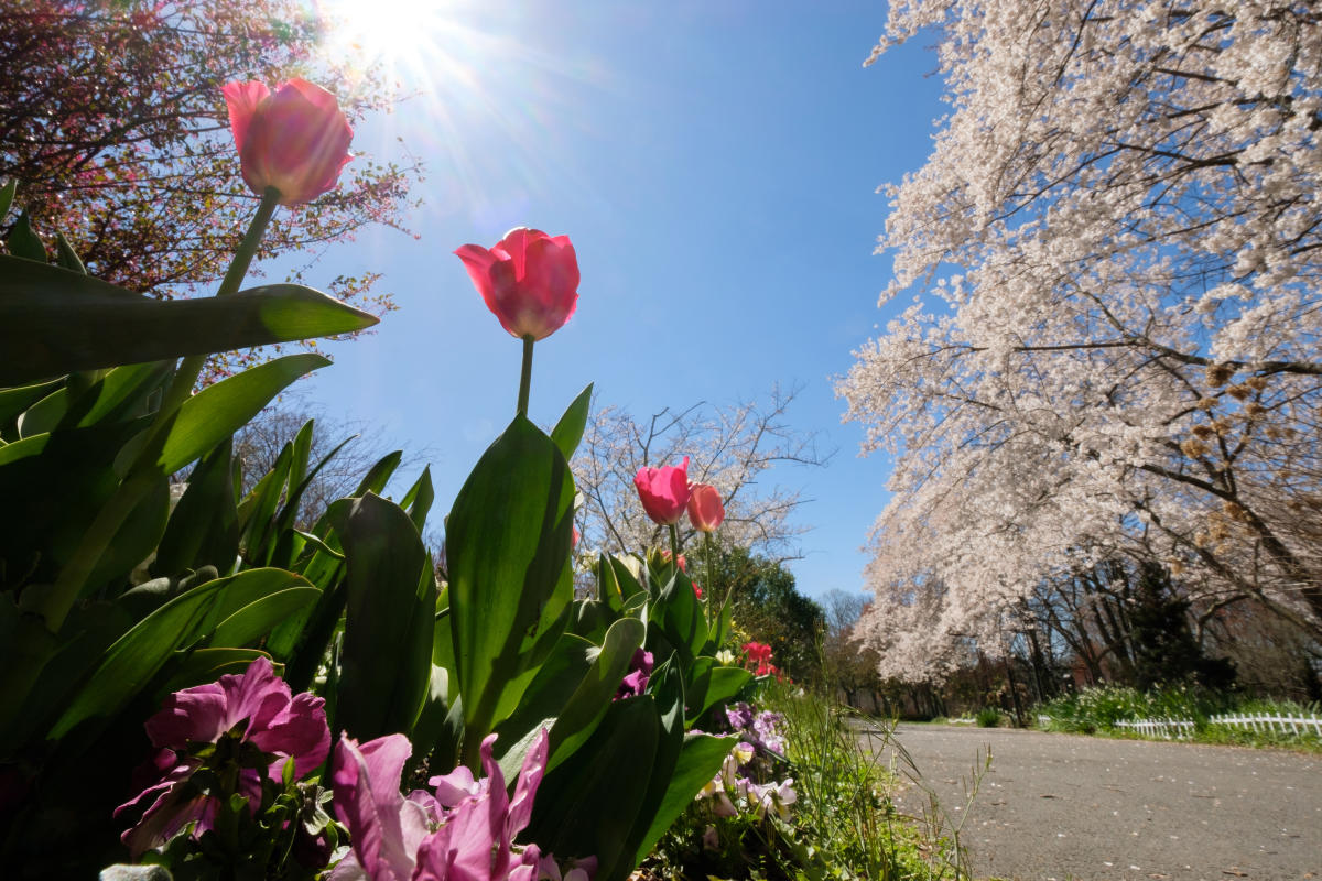 Things to Do In March 2025 in Northern Virginia | FXVA