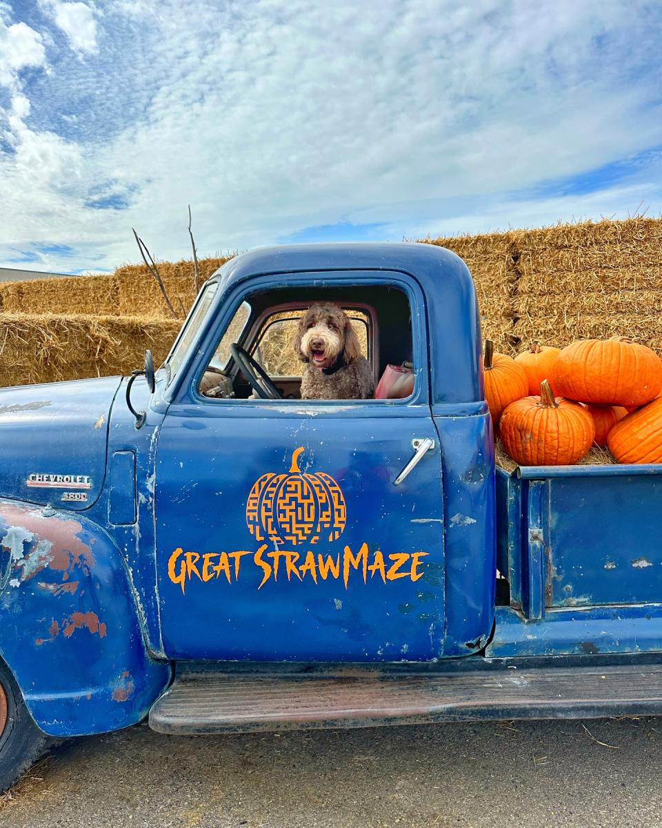 Halloween festivities in Fargo-Moorhead