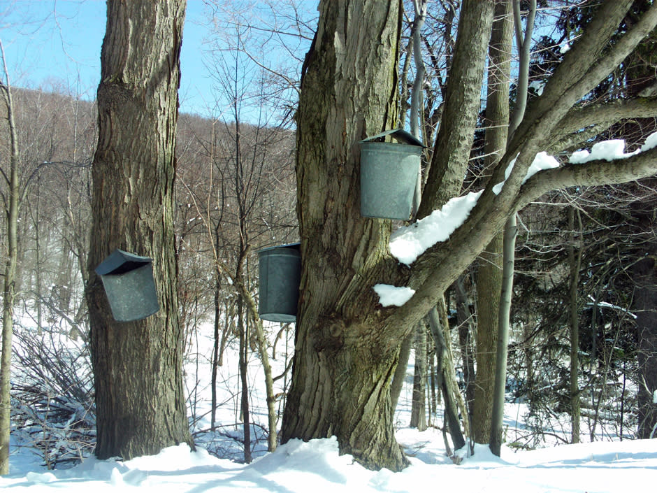 NYS State Maple Weekends are back - How Sweet it is!