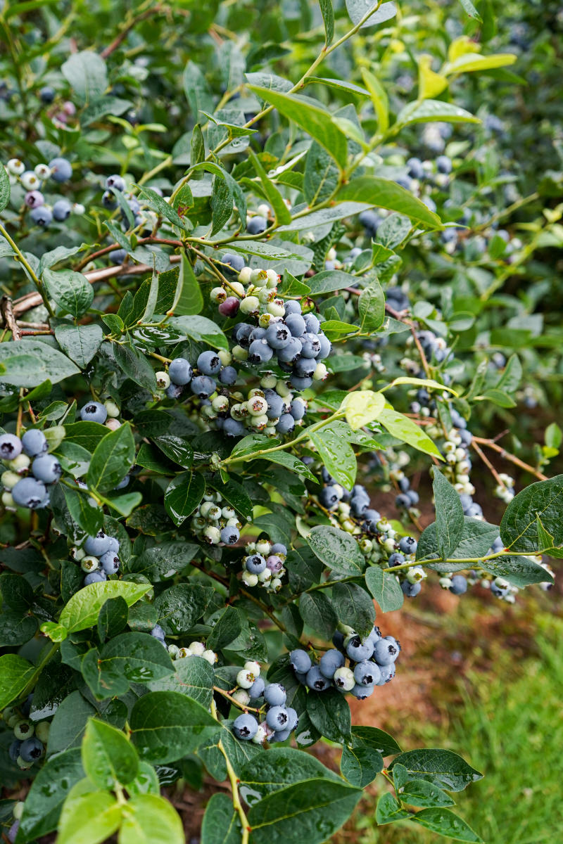 find u-pick farms in the FLX