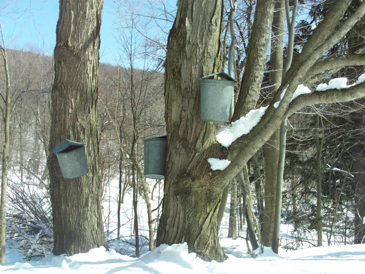 Maple Syrup in the Finger Lakes - there's still a very sweet supply
