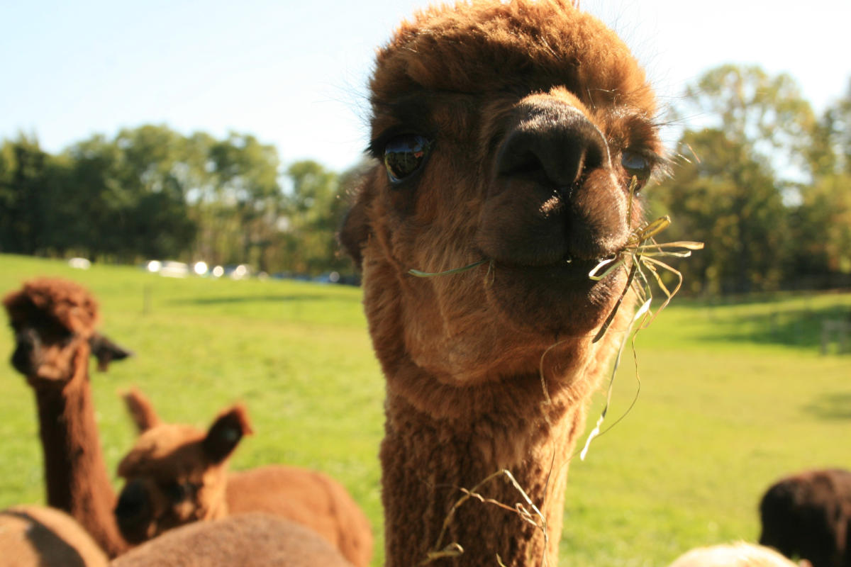 Infographic: Finger Lakes Alpaca Farm | Outdoor Activities
