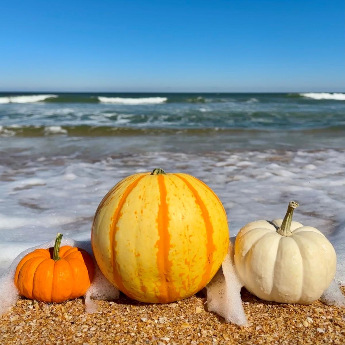 Check Off Your Fall Bucket List in Palm Coast and the Flagler Beaches