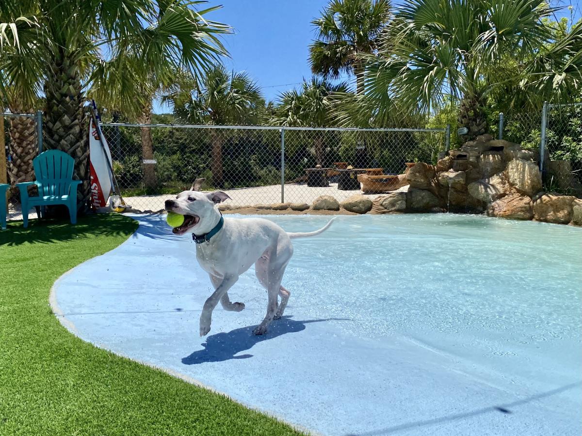 Enjoy Dogs & Drinks at Good Times Dog Bar in Flagler Beach