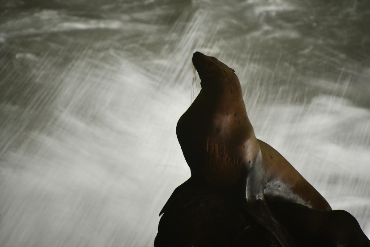 Florence Sea Lion Caves | Top Oregon Coast Attractions