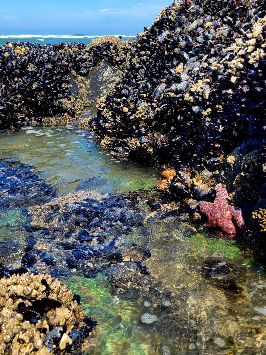 Tide Pooling in Florence | Oregon Coast Attractions