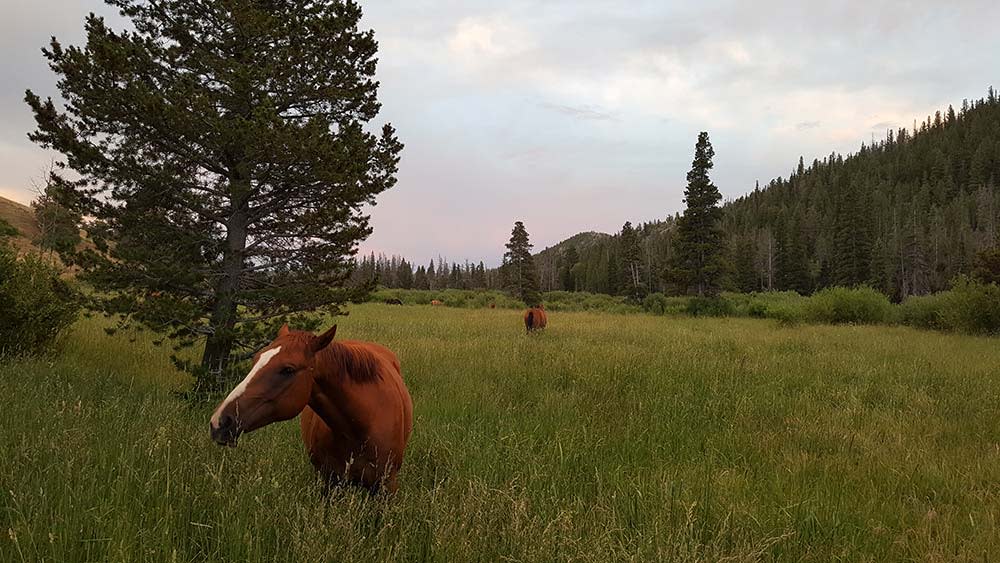 Fort Collins Community Connections: Beaver Meadows Stables