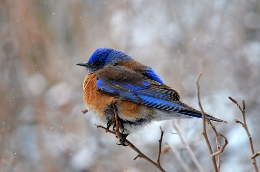 Birdwatching In Fort Collins | Explore Local Bird Species