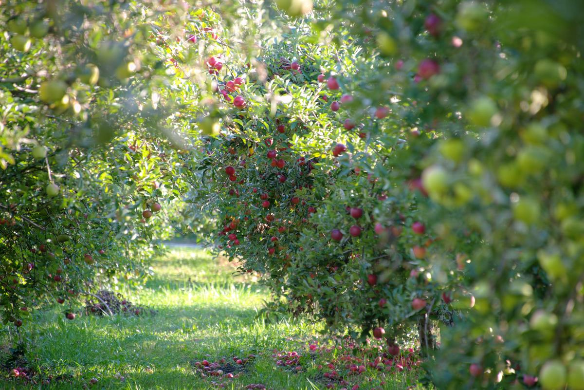 Get a Taste of Fall at Cook’s Orchard