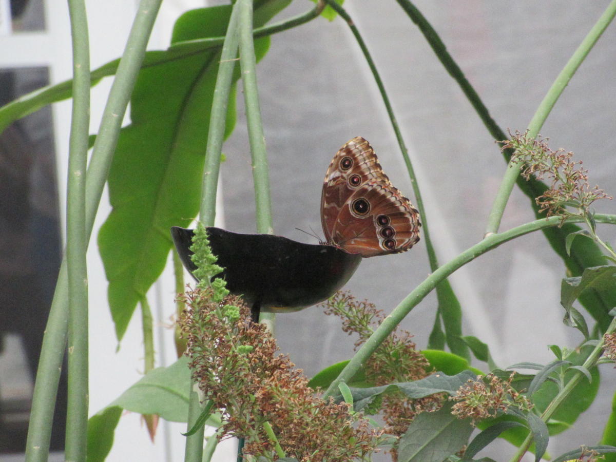 Butterflies In Motion At the Botanical Conservatory