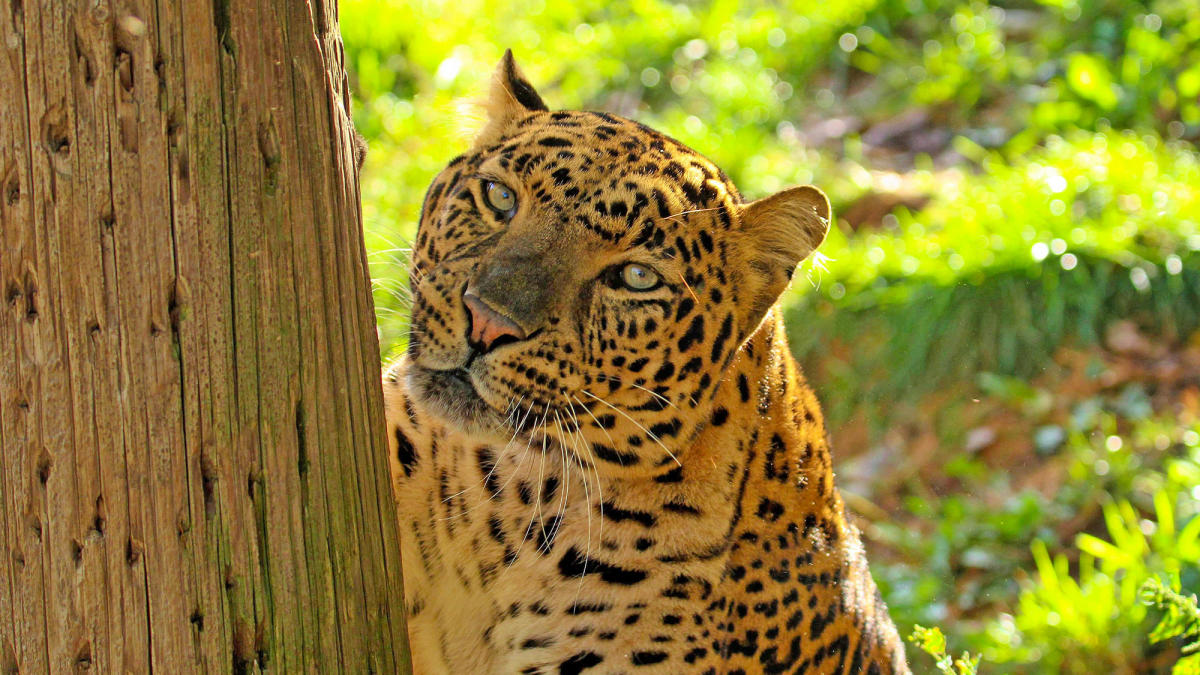 Black Pine Animal Sanctuary | Visit Fort Wayne Insider