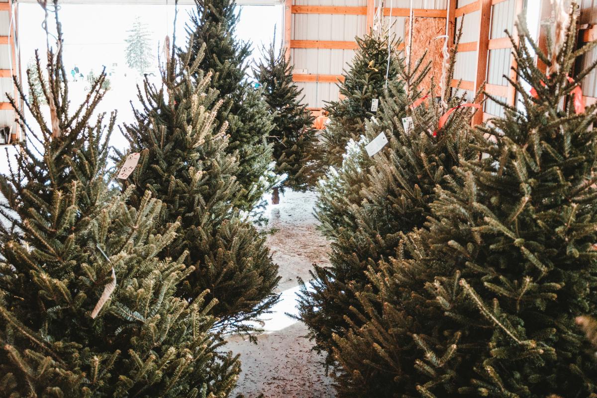 Christmas Tree Farms in Fort Wayne, Indiana | Explore Today!