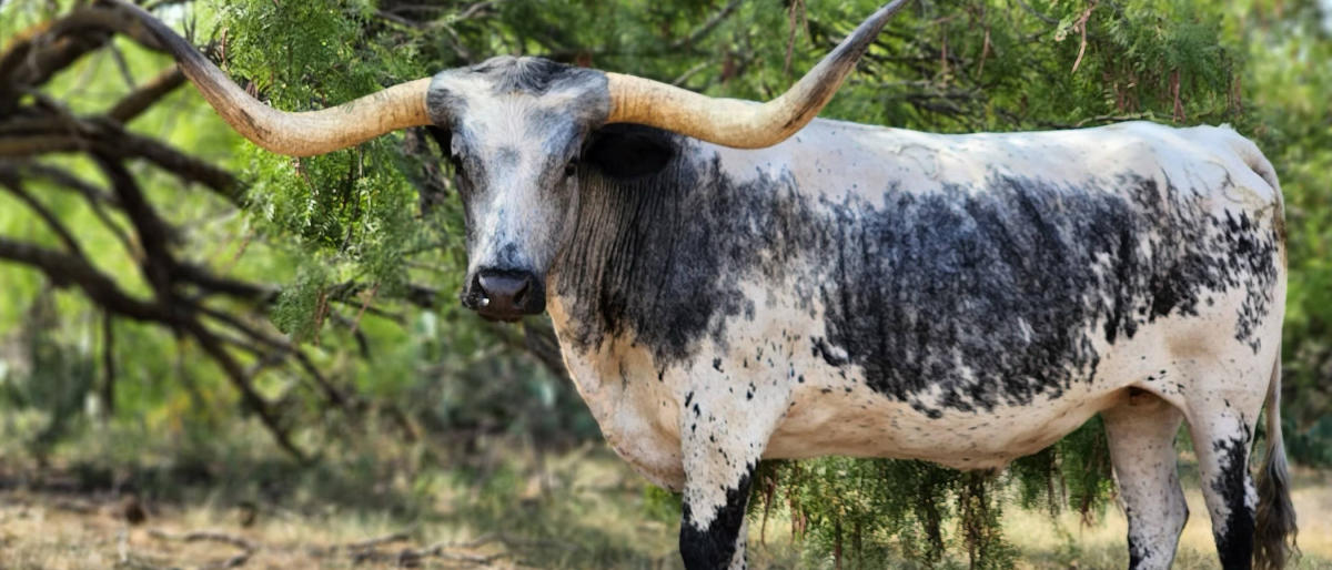 Get to Know the Fort Worth Herd: Cowboy Houdini