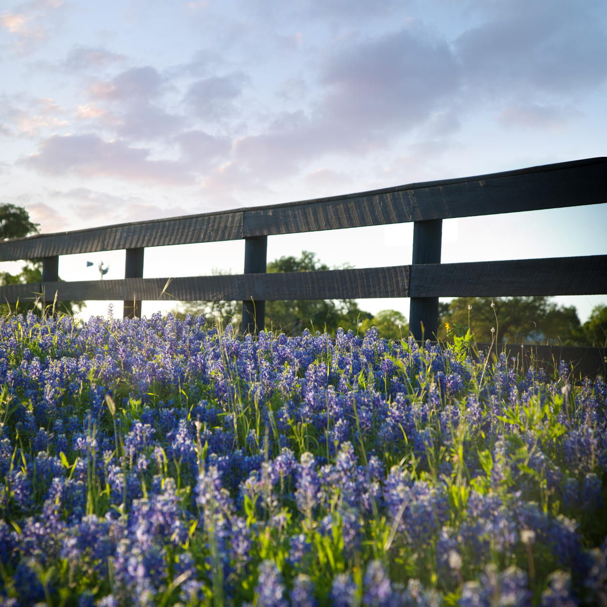 Spring Valley Flowers Fredericksburg Ohio | Best Flower Site
