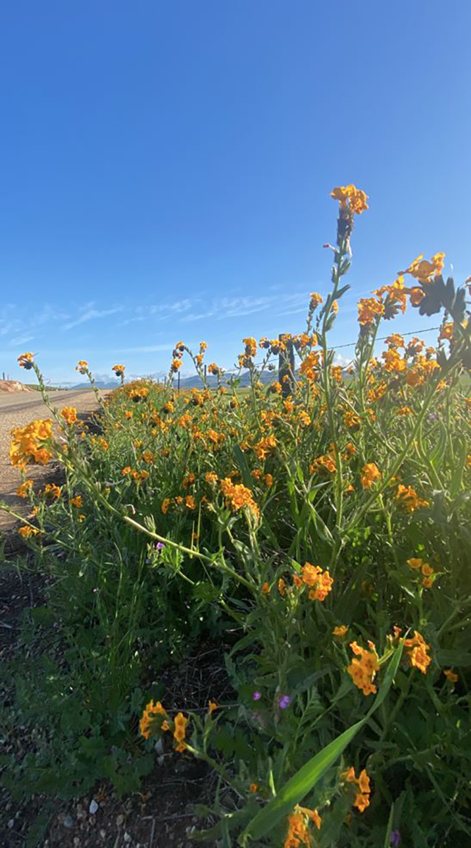 Explore the Fresno County Wildflower Trail