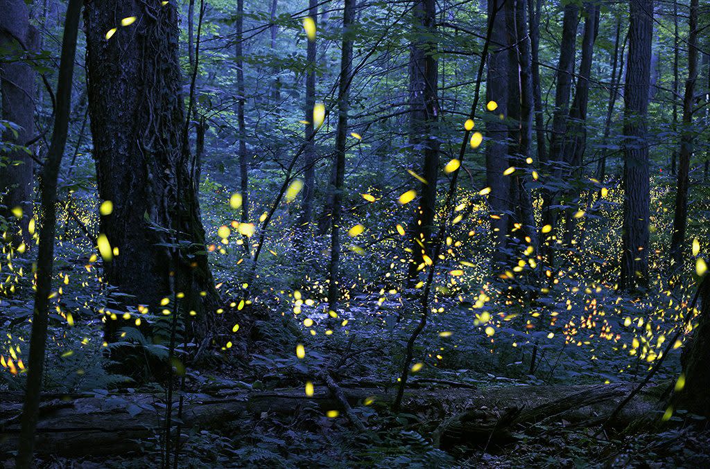 Gatlinburg Fireflies | Tennessee Lighning Bugs Show