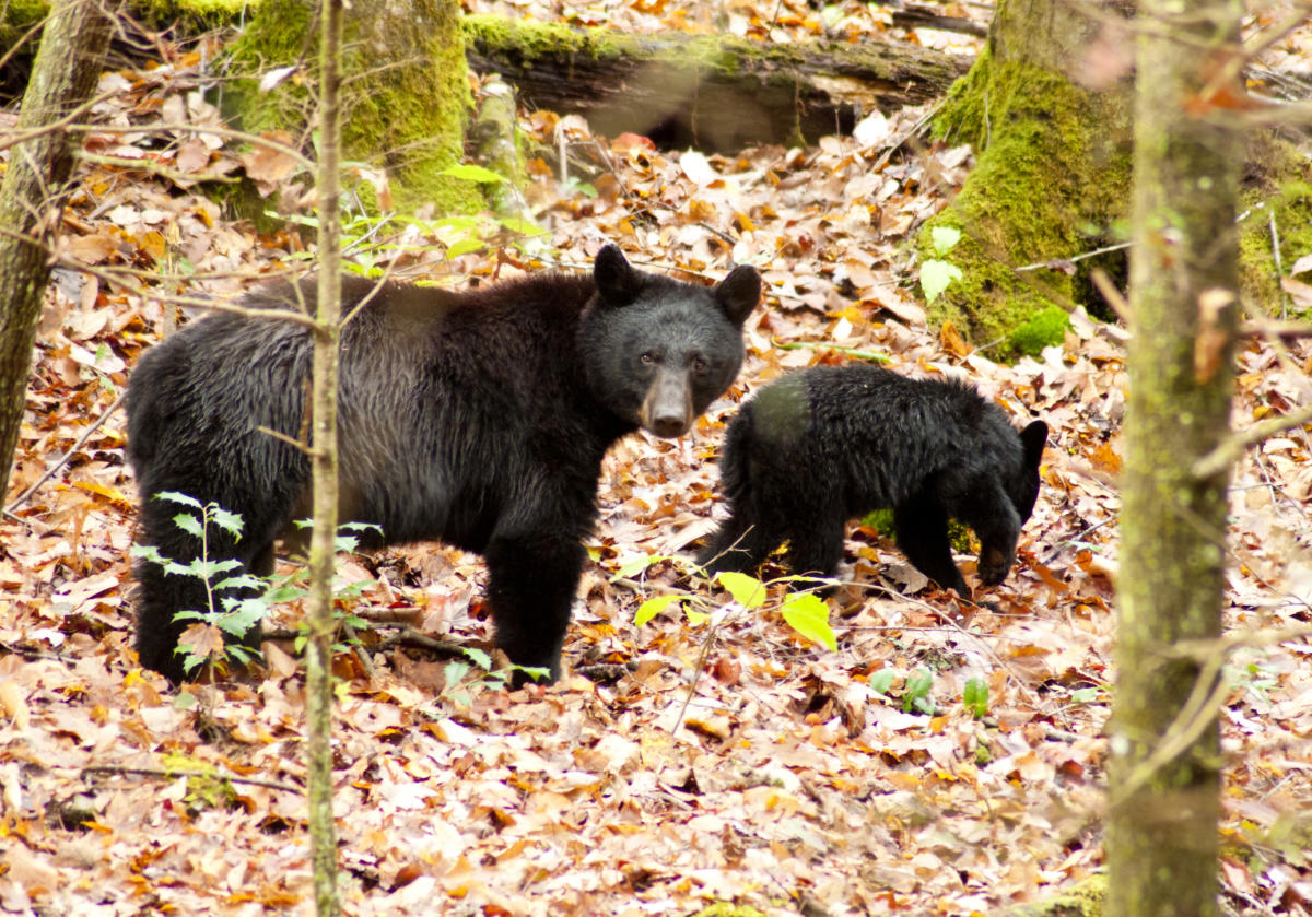 Fall Tips for Avoiding Bear Encounters