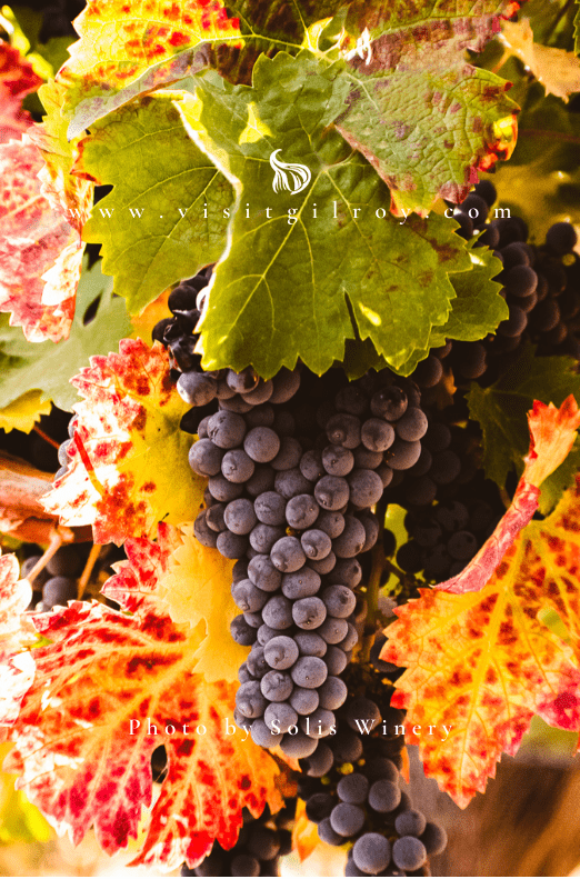 Historical Wineries in Gilroy - Solis Winery and Guglielmo Winery