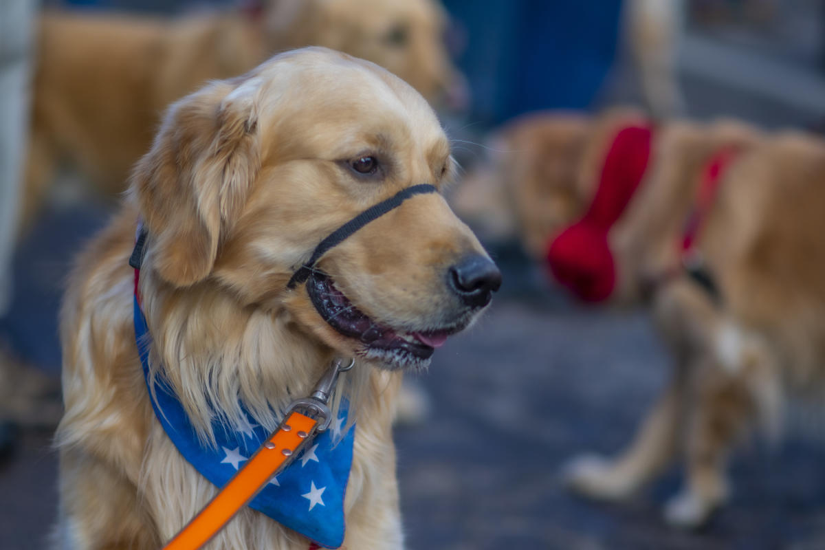 Goldens in Golden Newsletter Thank You