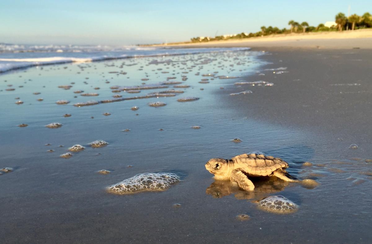 Seasons of Sea Turtles