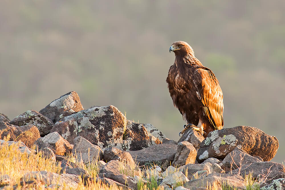 Bird Watching In and Around Moab, Utah.