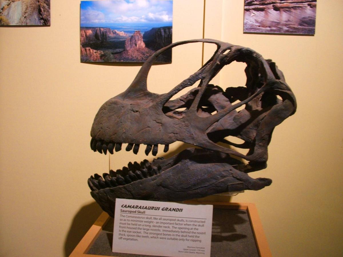Dinosaur Hill Hiking Trail | Find Fossils in Grand Junction