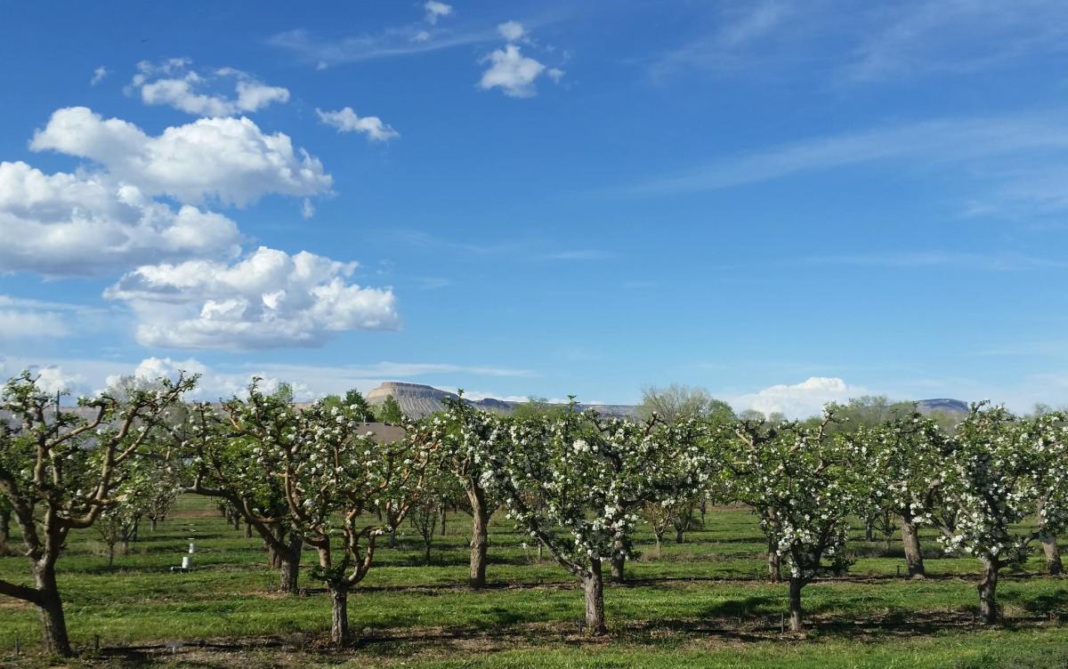 Local Farms in Grand Junction, Colorado