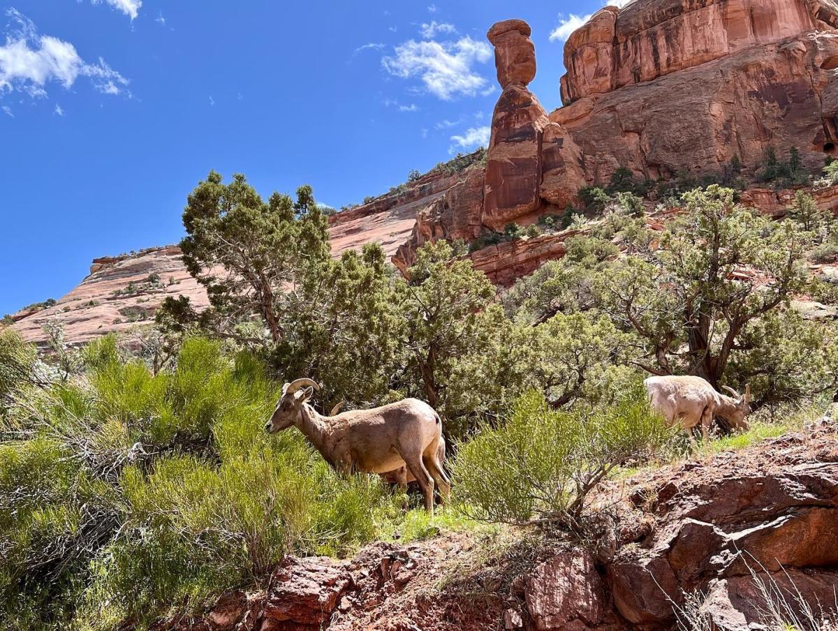 Animals & Wildlife in Colorado | Native Animals in the Area