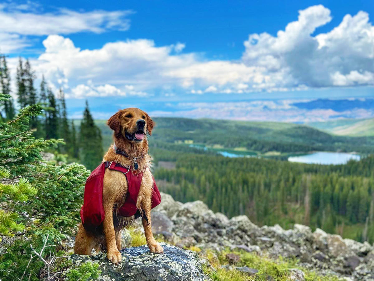 Sierra Highlighted Grand Junction for Dog-Friendly Adventures