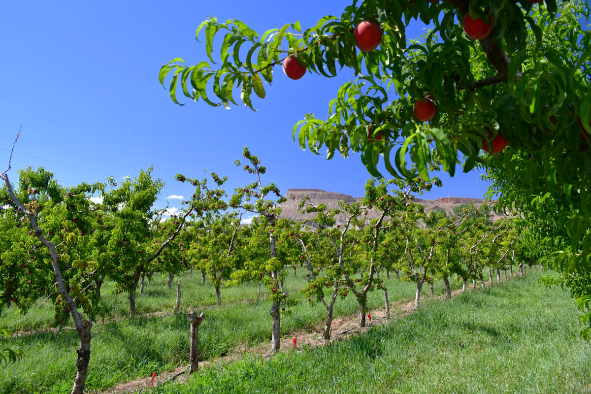Explore Grand Junction Farms!