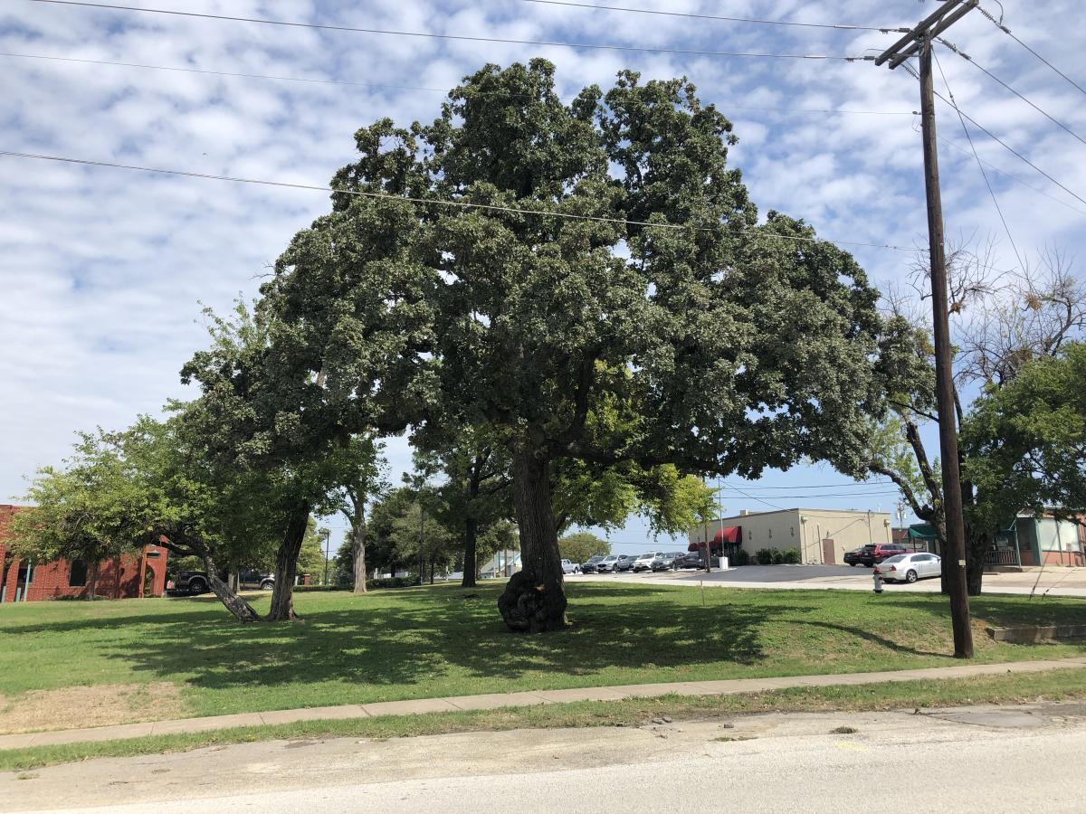 Historic "Grapevine Witness Tree" to be Dedicated in Celebration of ...