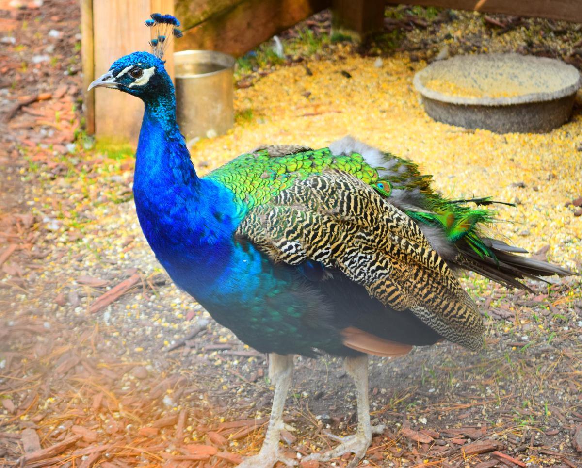 Roscommon Zoo