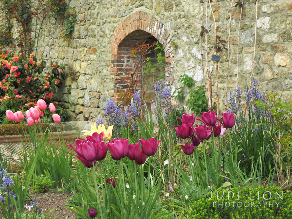 Snowdrops and Spring Flowers in West Sussex