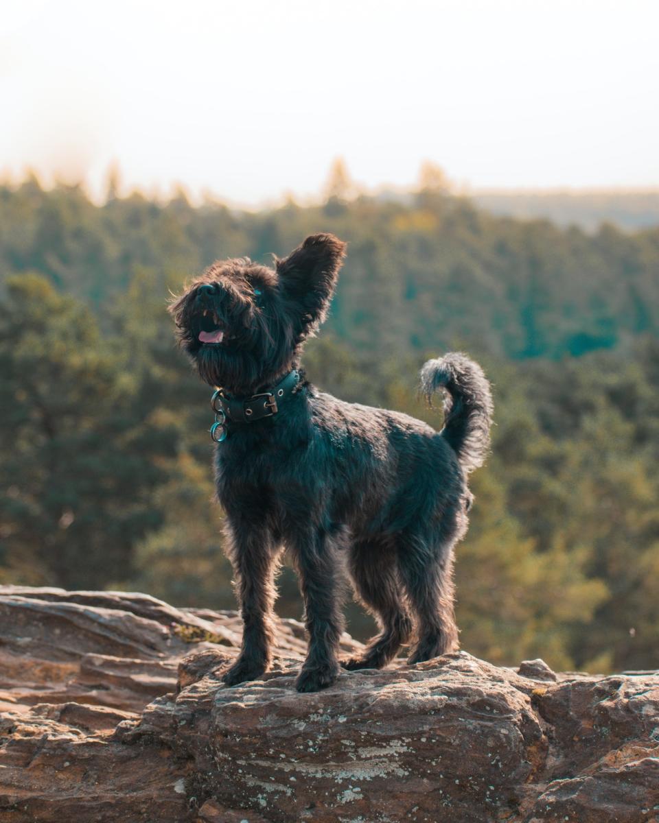 Best dog walks in Sussex