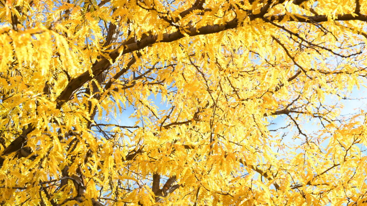 5 Places to See Fall Colors in Greeley